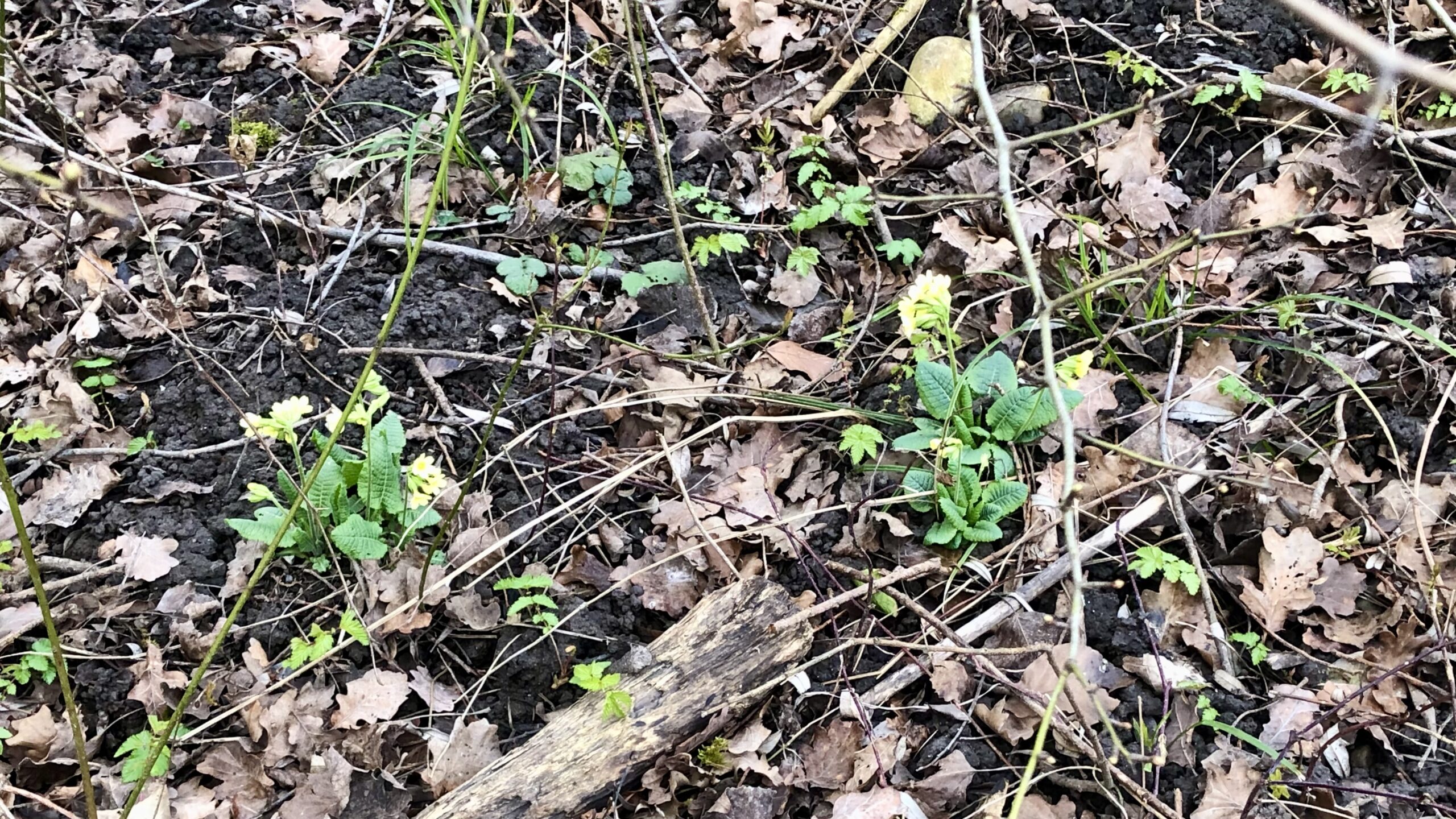 Geduld, Mut und Redlichkeit - Bibellabor